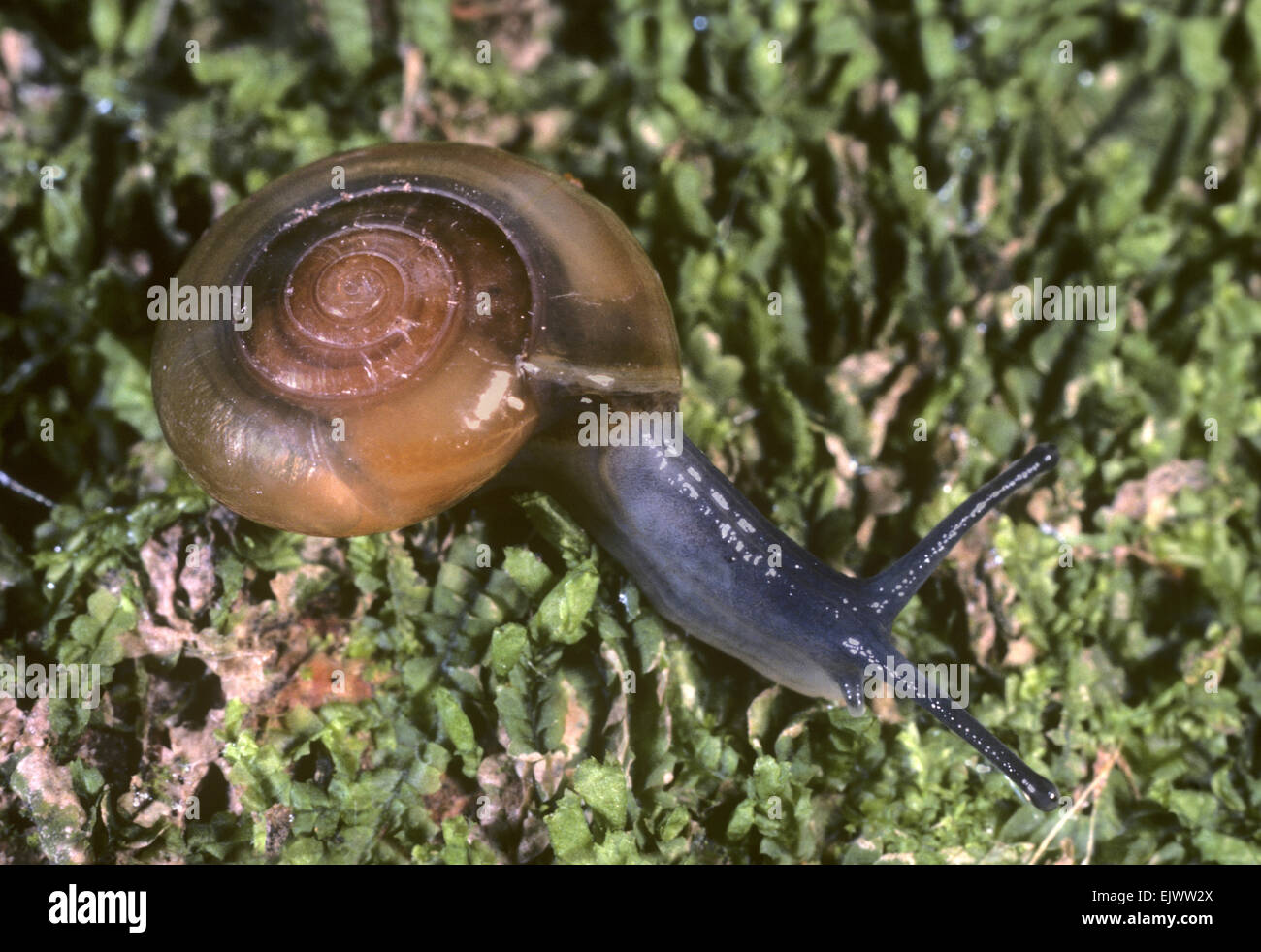 Cellar Snail - Oxychilus cellarius Stock Photo - Alamy