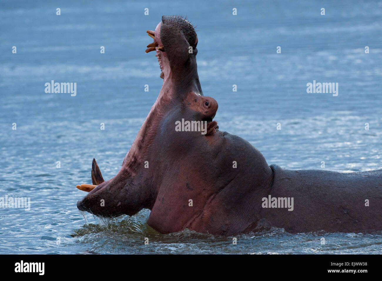 Pigs teeth hi-res stock photography and images - Alamy