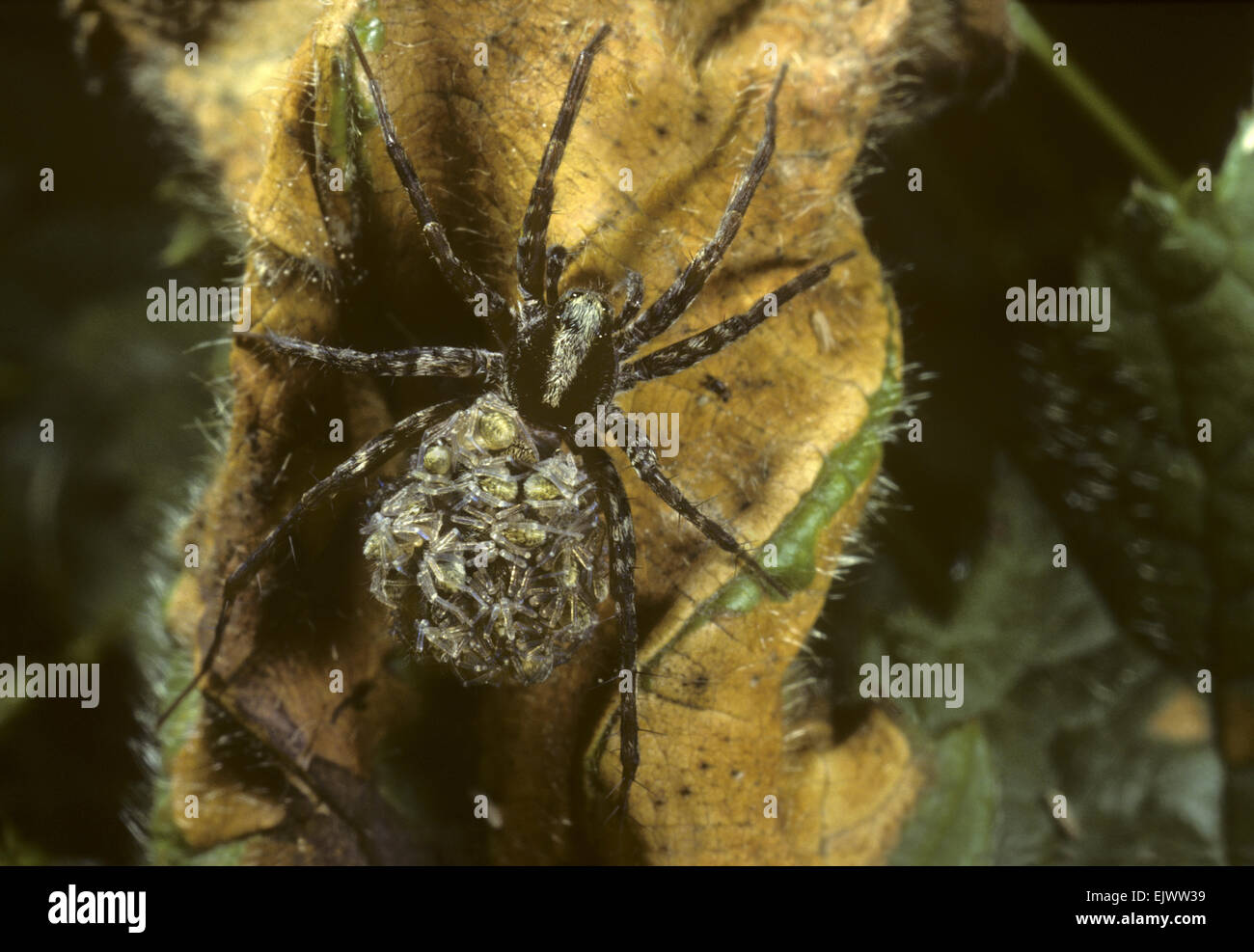 Pardosa lugubris - a species of Wolf Spider Stock Photo - Alamy