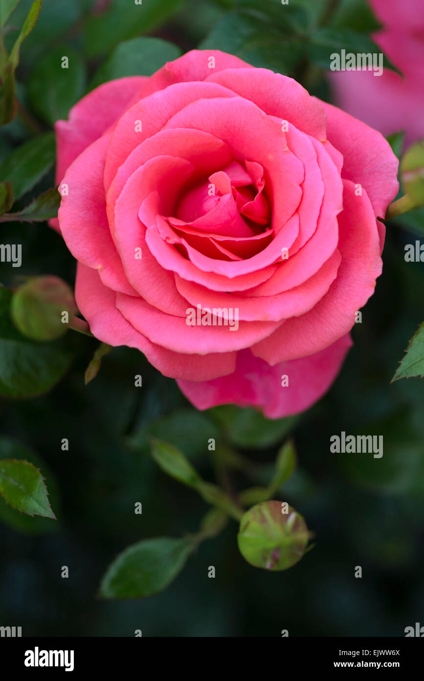 Rose focus hi-res stock photography and images - Alamy