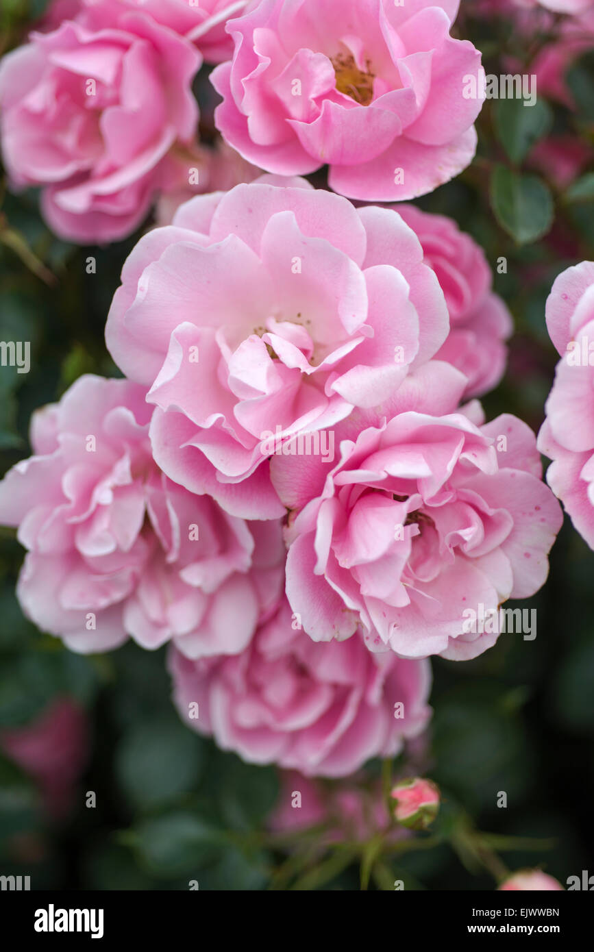 Sommerwind hi-res stock photography and images - Alamy