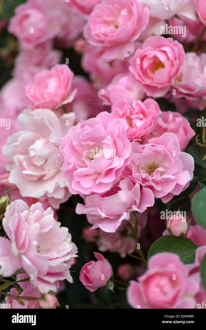Sommerwind hi-res stock photography and images - Alamy