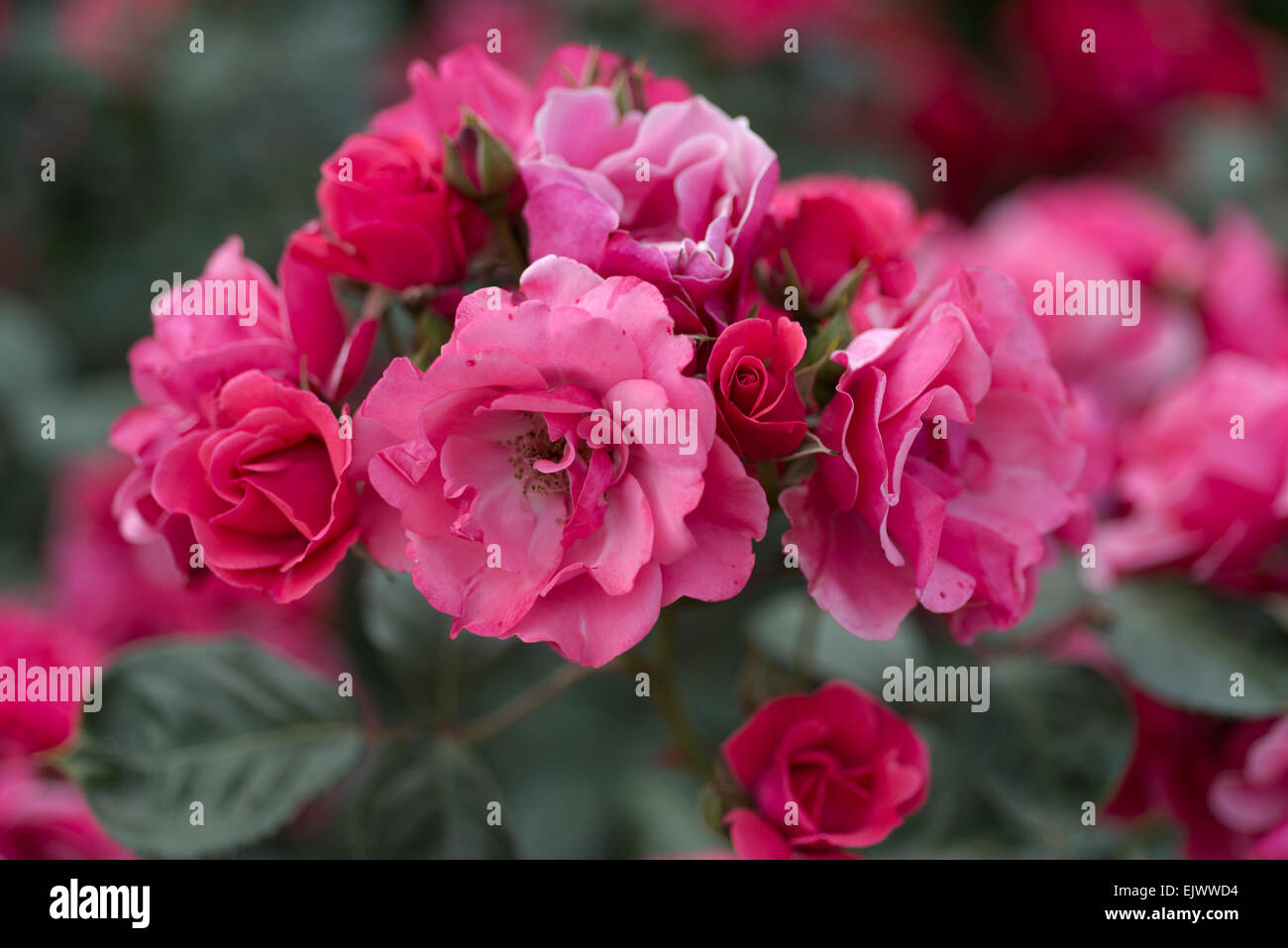 Sommermarchen hi-res stock photography and images - Alamy