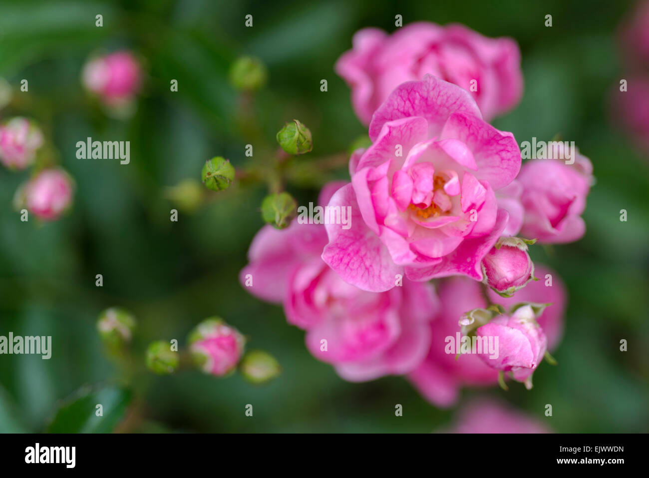 Rosa Fairy Tale Stock Photo - Alamy
