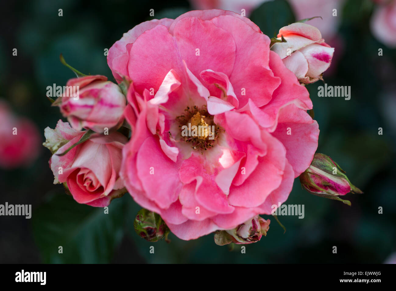 Delbart hi-res stock photography and images - Alamy