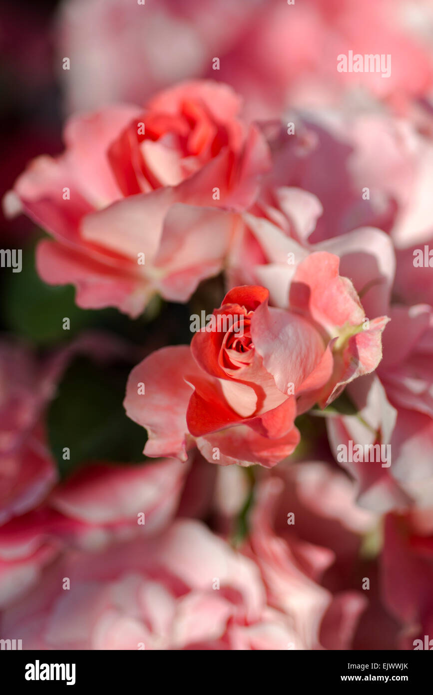 Delbart hi-res stock photography and images - Alamy