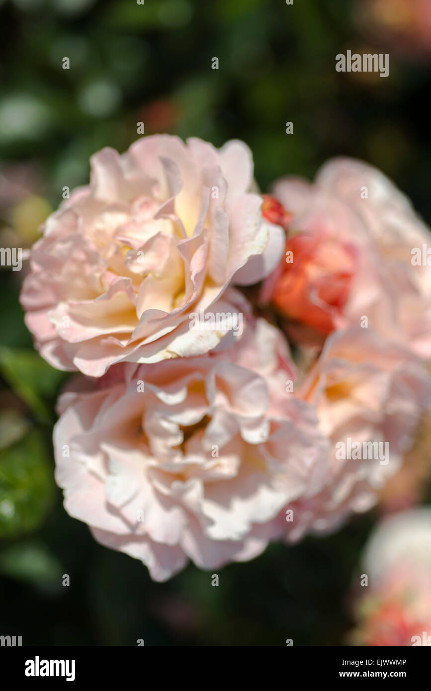 Rose marie curie hi-res stock photography and images - Alamy