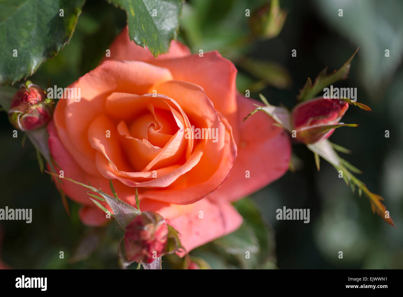 Courtoisie hi-res stock photography and images - Alamy