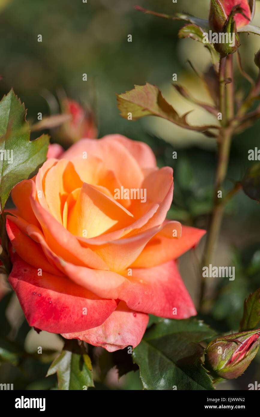 Courtoisie hi-res stock photography and images - Alamy