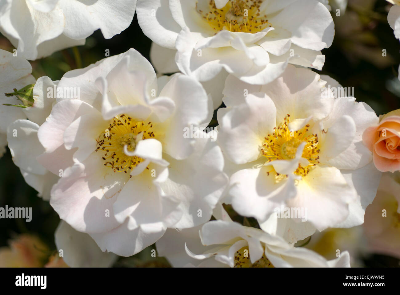 Rosa Bouquet Vanille Stock Photo - Alamy