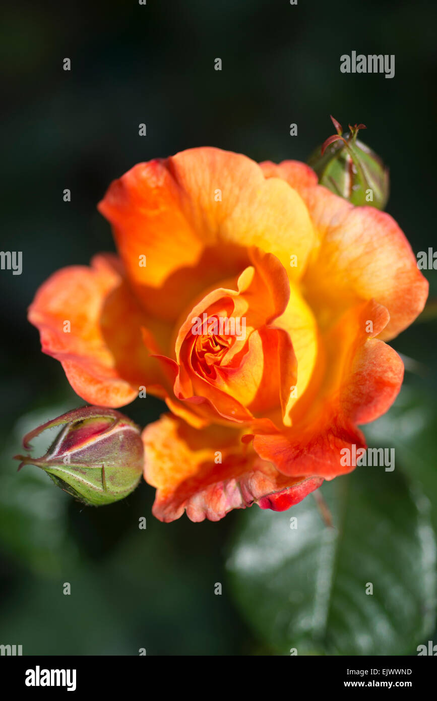 Rose wilson hi-res stock photography and images - Alamy