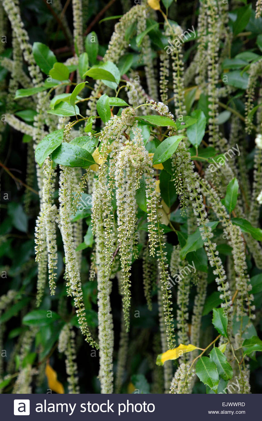 Ilicifolia Stock Photos & Ilicifolia Stock Images - Alamy