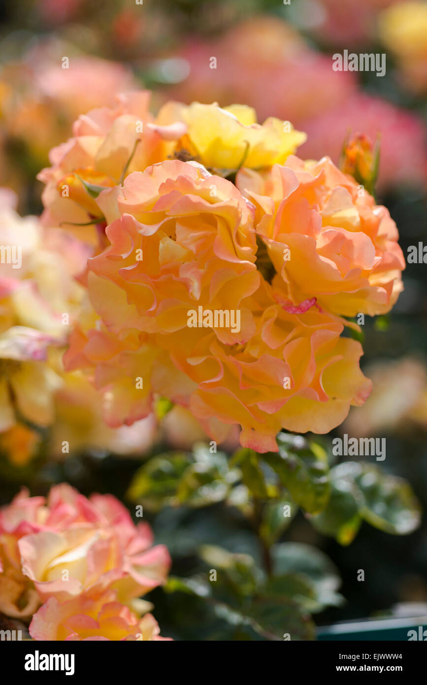 Michelangelo rose hi-res stock photography and images - Alamy