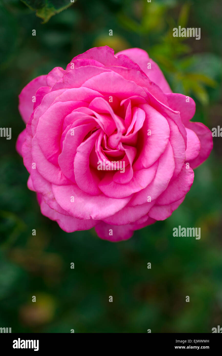 Paix rose hi-res stock photography and images - Alamy