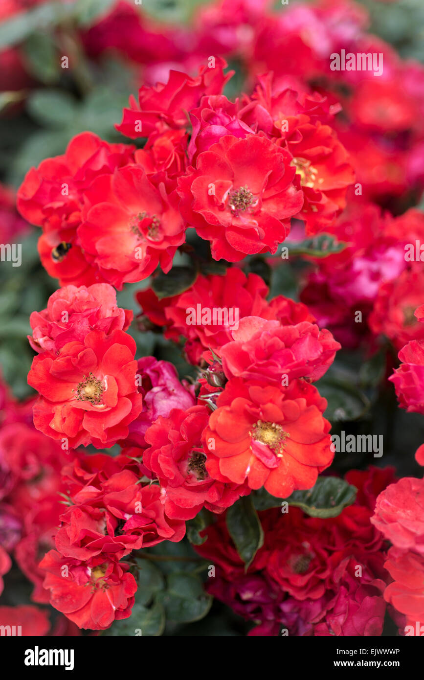 Esperanza rose hi-res stock photography and images - Alamy