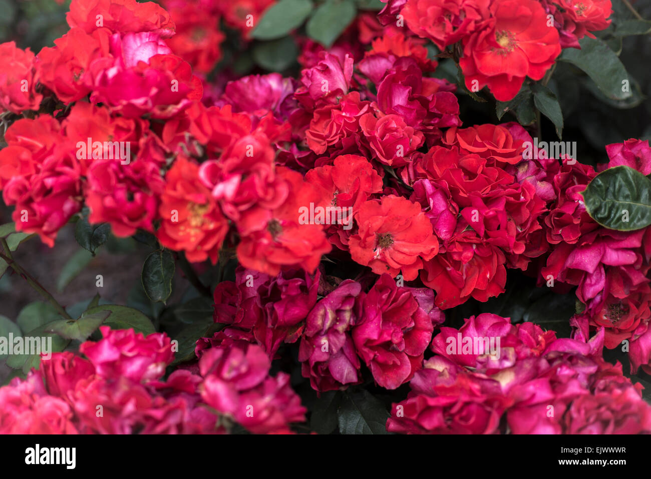 Esperanza rose hi-res stock photography and images - Alamy