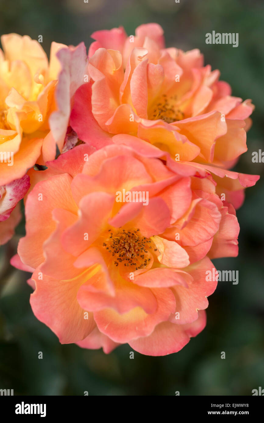 Rosa Souvenir d'Anne Frank Stock Photo - Alamy