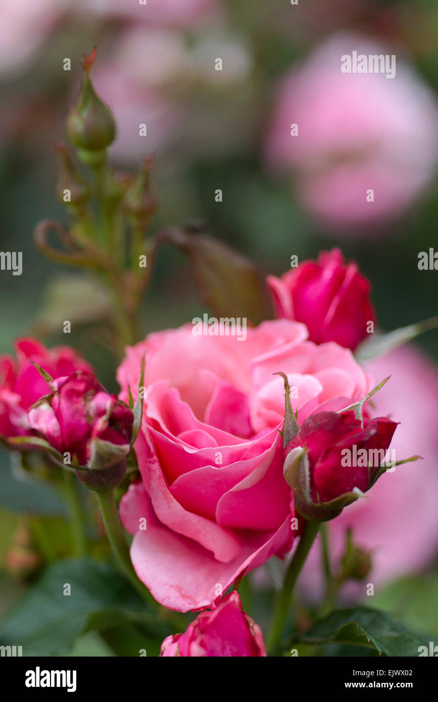 Hortiflora hi-res stock photography and images - Alamy