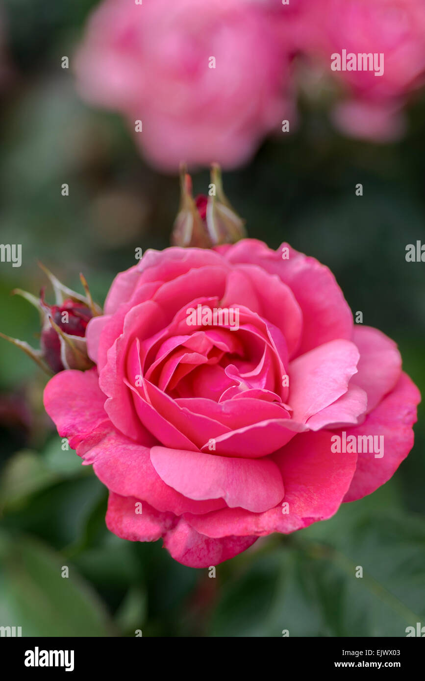 Hortiflora hi-res stock photography and images - Alamy