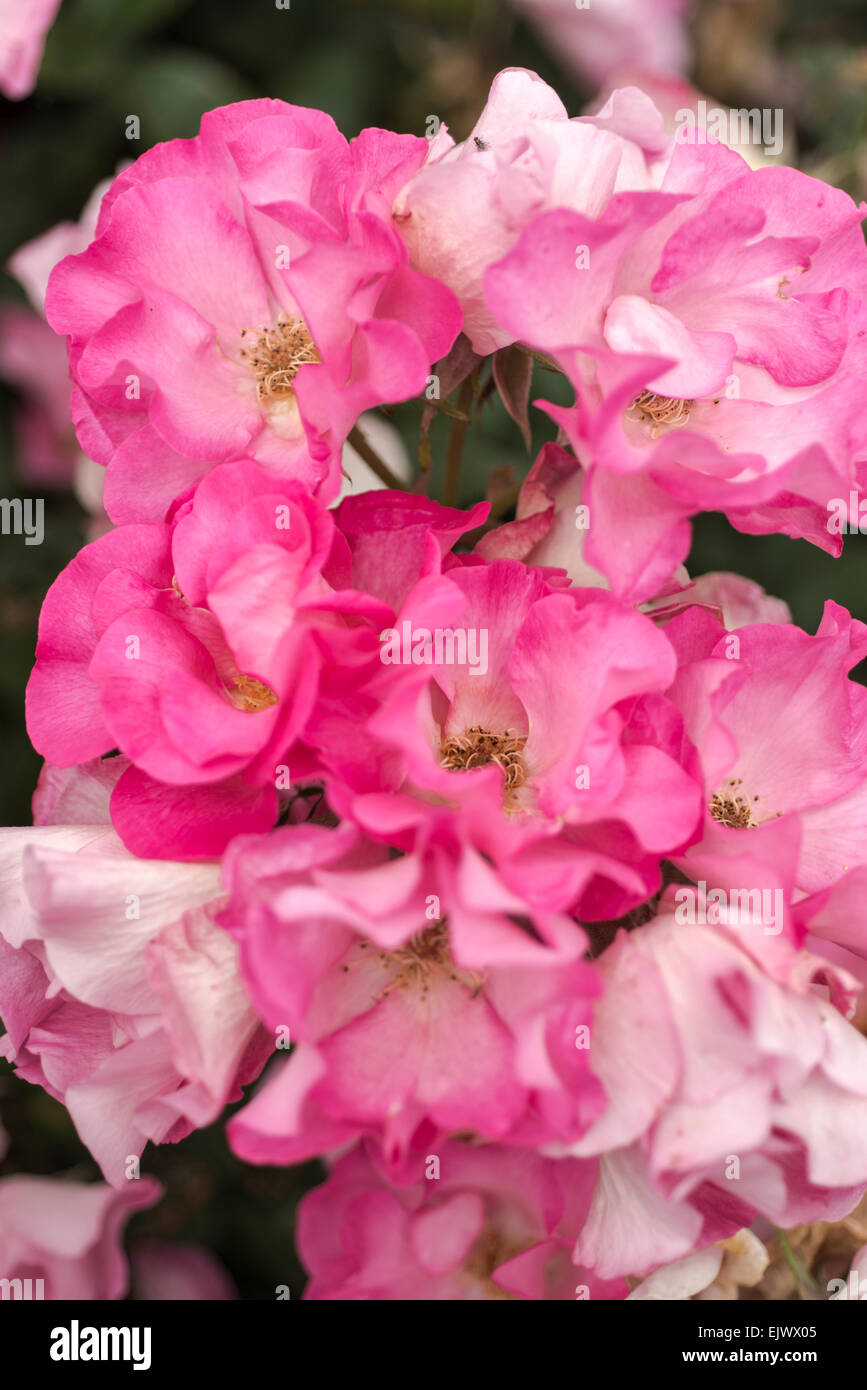 Hortiflora hi-res stock photography and images - Alamy