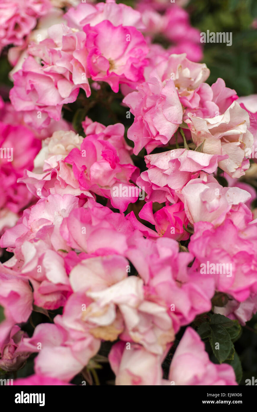 Hortiflora hi-res stock photography and images - Alamy