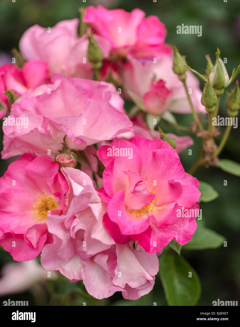Hortiflora hi-res stock photography and images - Alamy