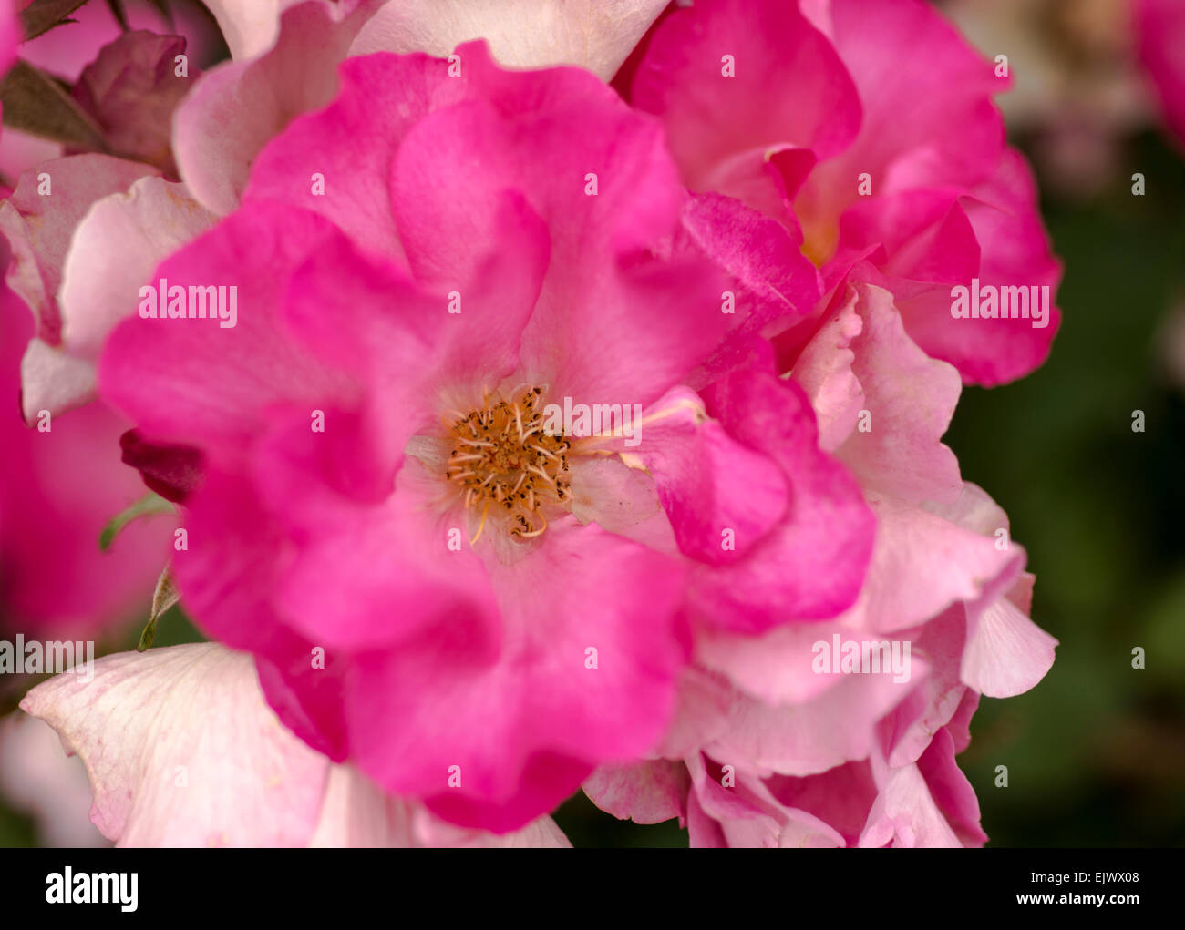 Hortiflora hi-res stock photography and images - Alamy