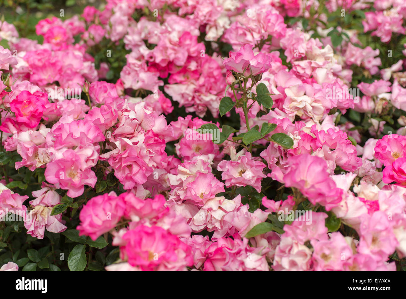 Hortiflora hi-res stock photography and images - Alamy