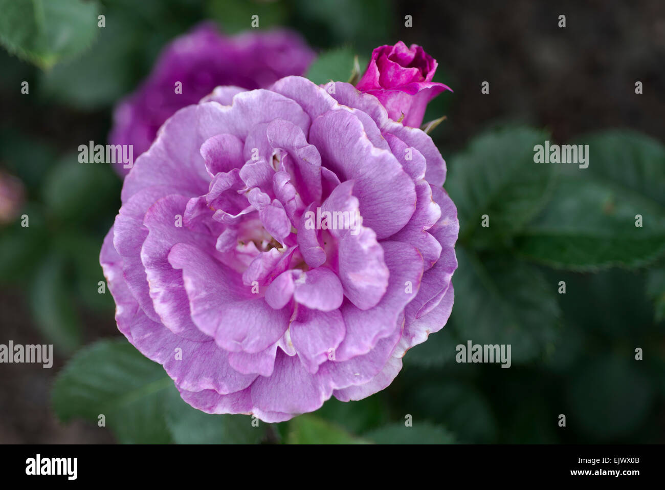 Minerva rose hi-res stock photography and images - Alamy