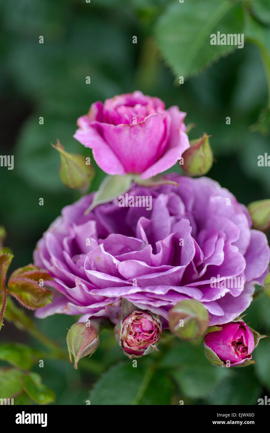 Minerva rose hi-res stock photography and images - Alamy