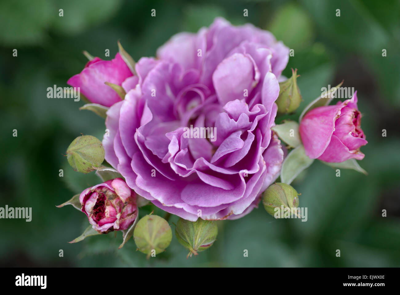Purple rose minerva hi-res stock photography and images - Alamy