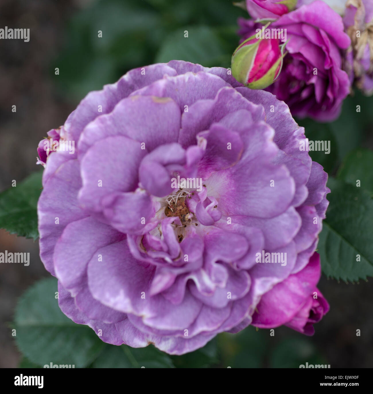 Minerva rose hi-res stock photography and images - Alamy