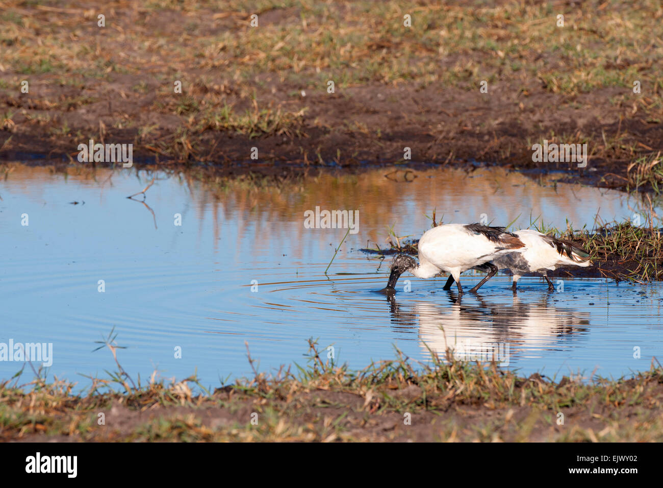 Mummified Fish High Resolution Stock Photography and Images - Alamy