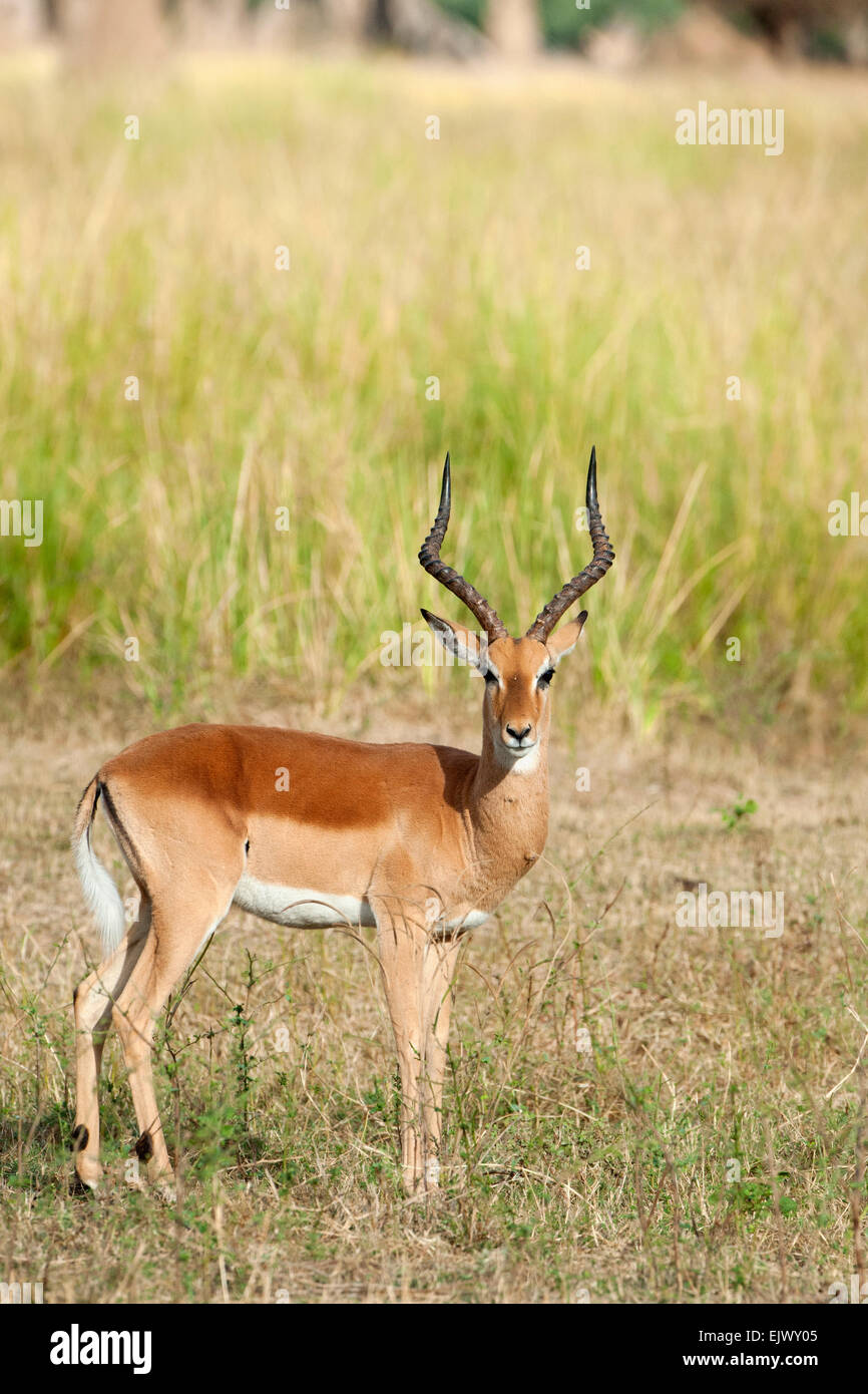 Impala males rutting hi-res stock photography and images - Alamy