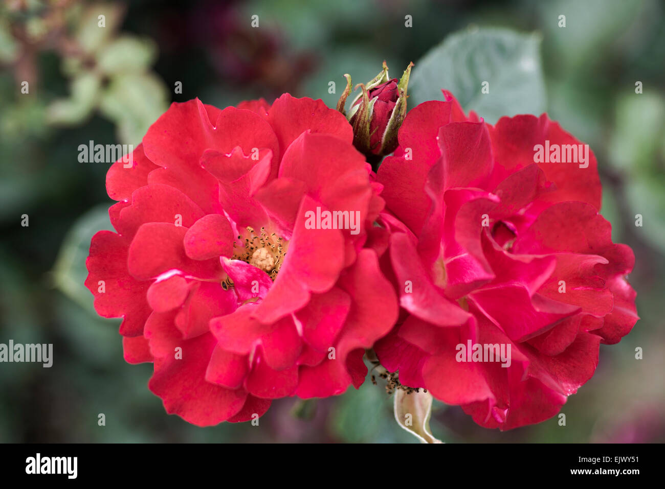 Rosa Euro 92 Stock Photo - Alamy