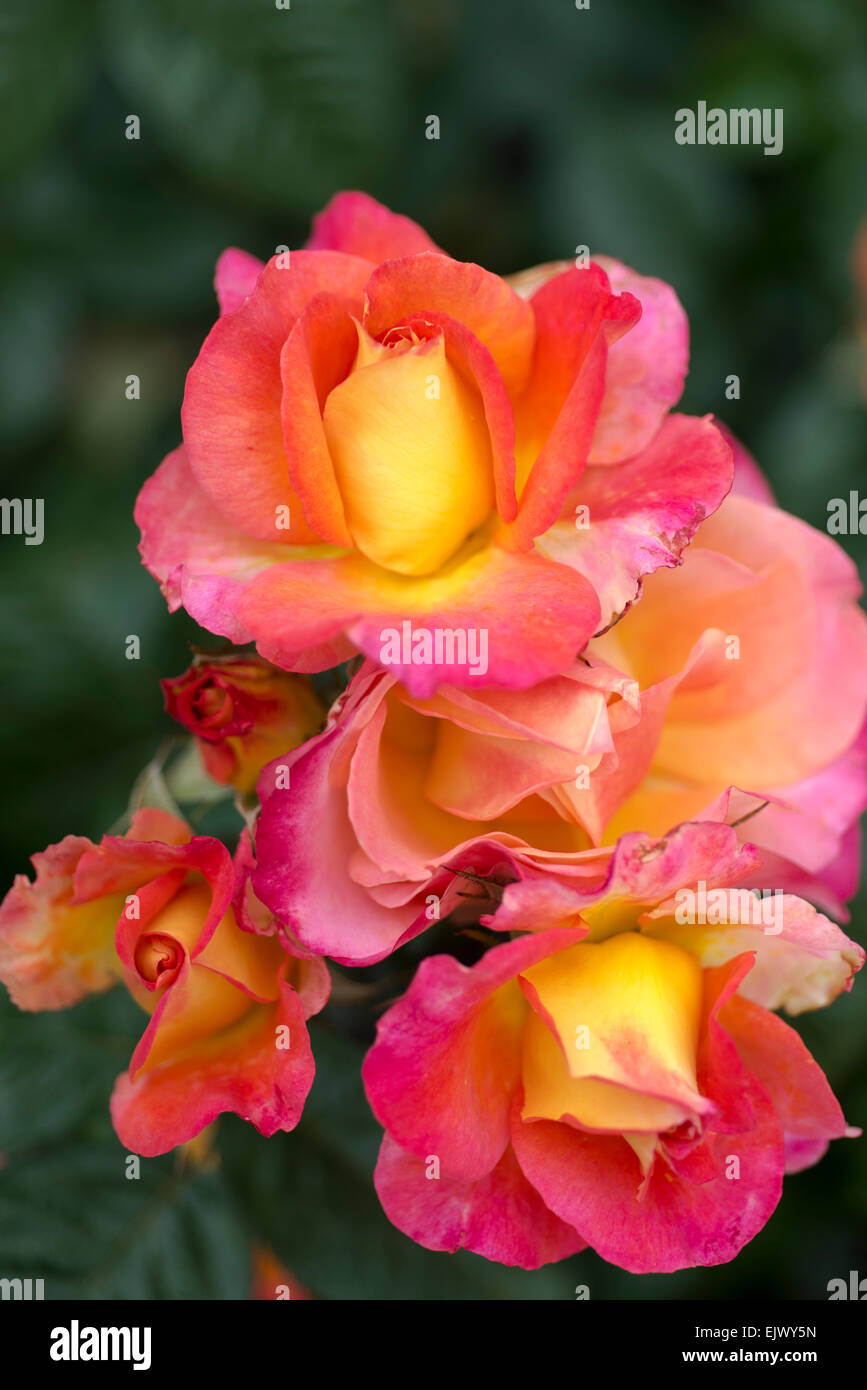 Rosa g hi-res stock photography and images - Alamy