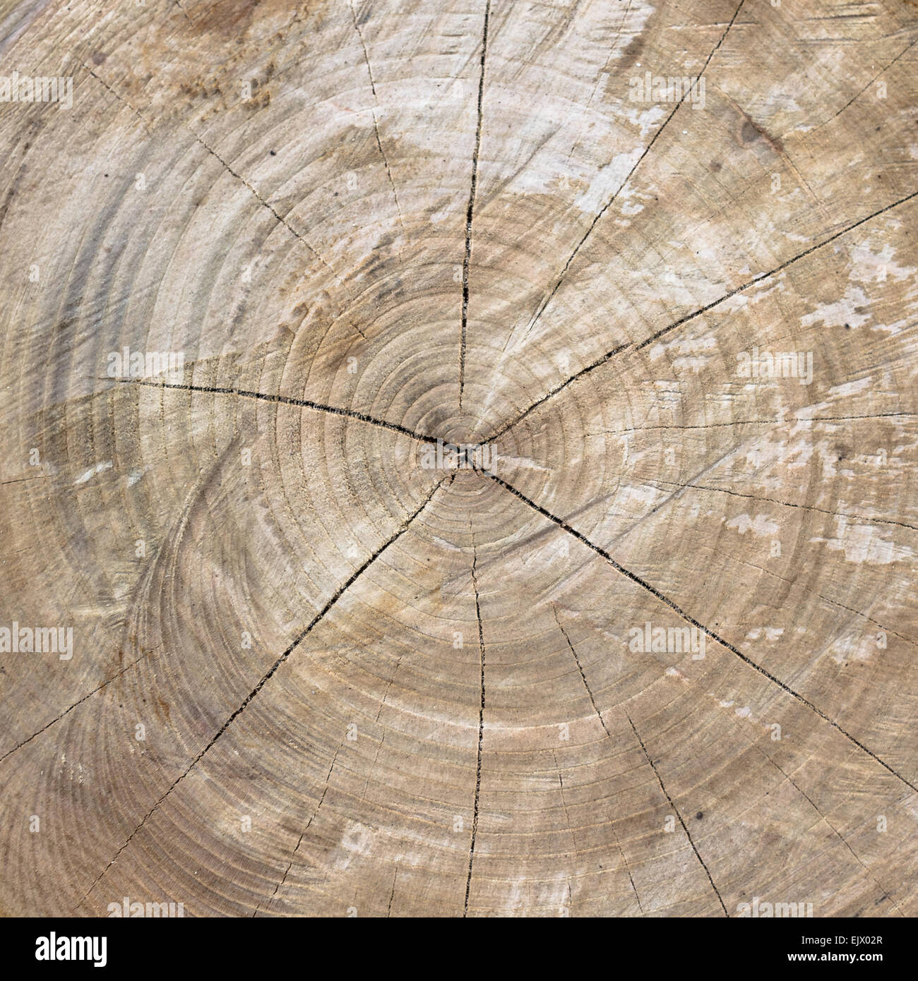 Cut tree trunk hi-res stock photography and images - Alamy