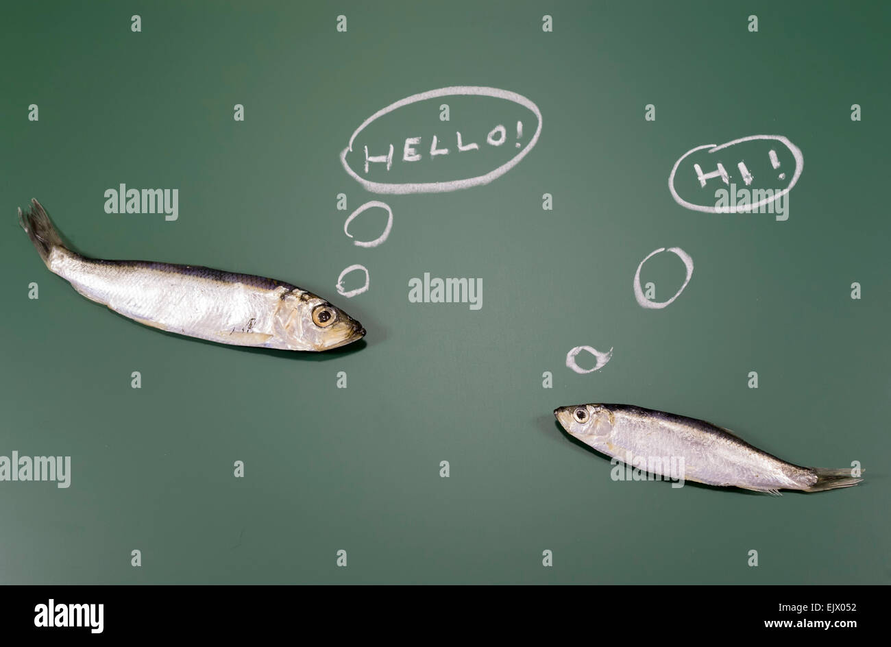 Two anchovy fish engaged in a conversation and exchanging greeting ...