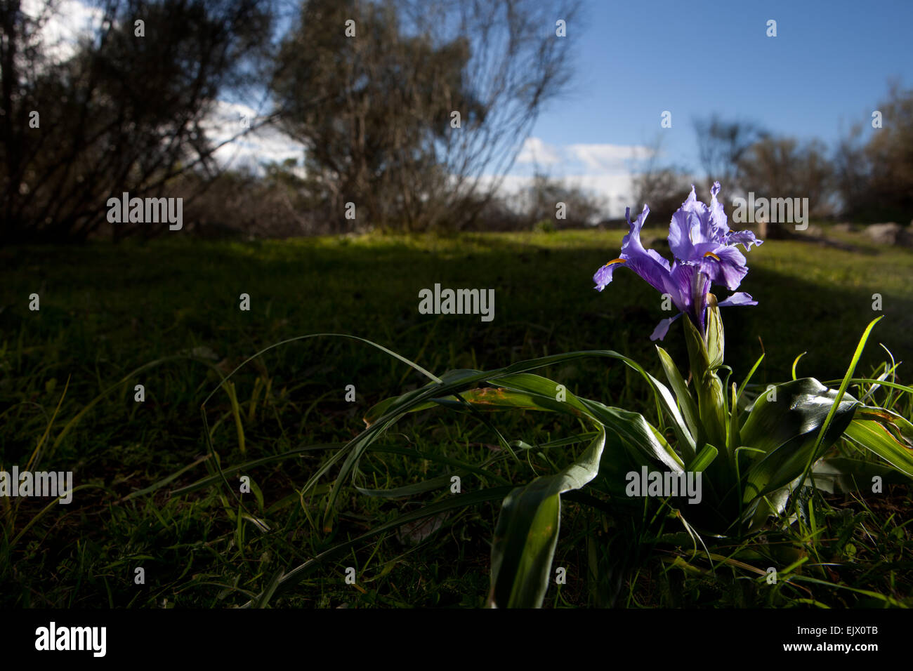 Purple Iris flower bloom, found on a plant growing wild. Iris ...