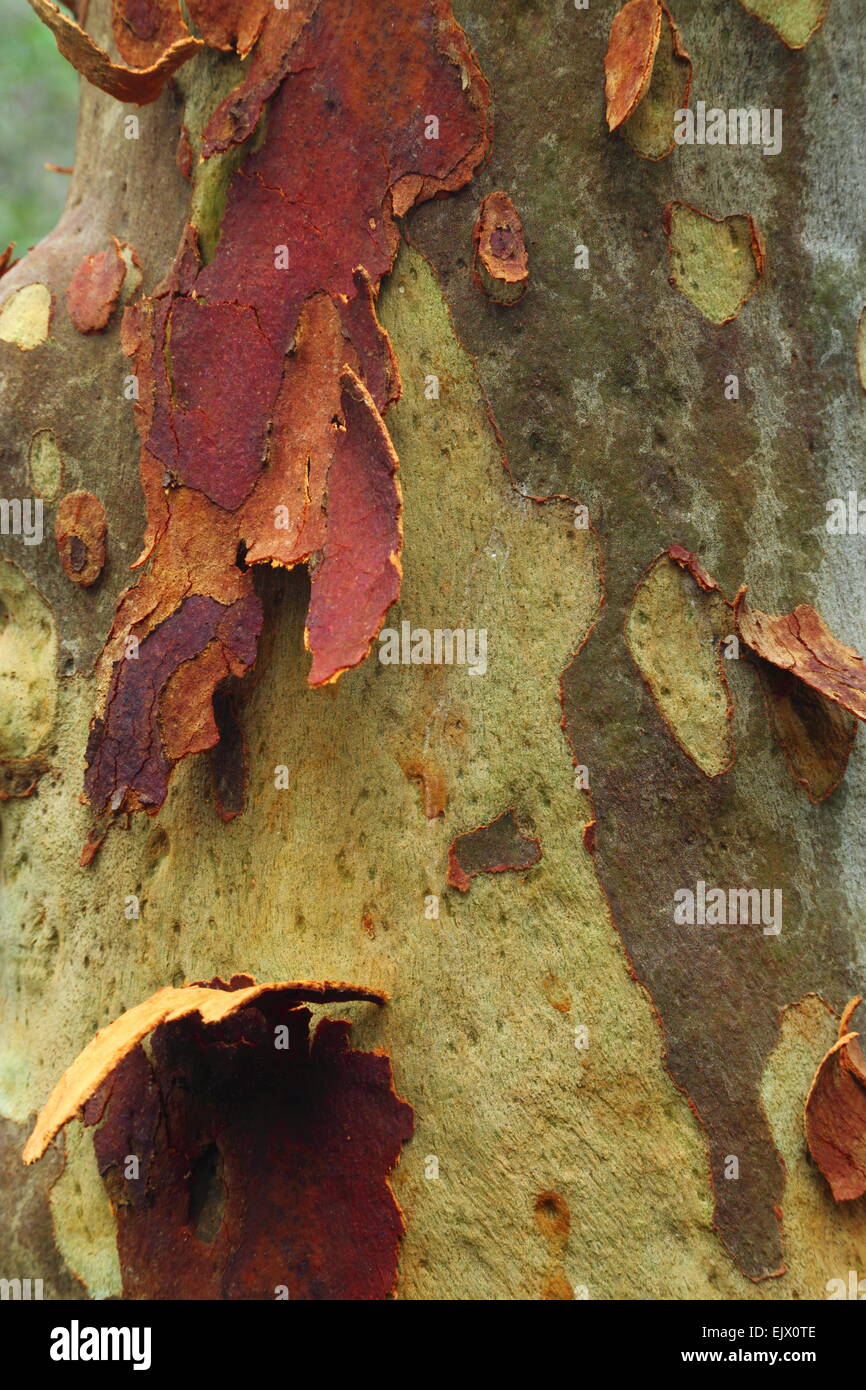 Bark texture textures hi-res stock photography and images - Alamy