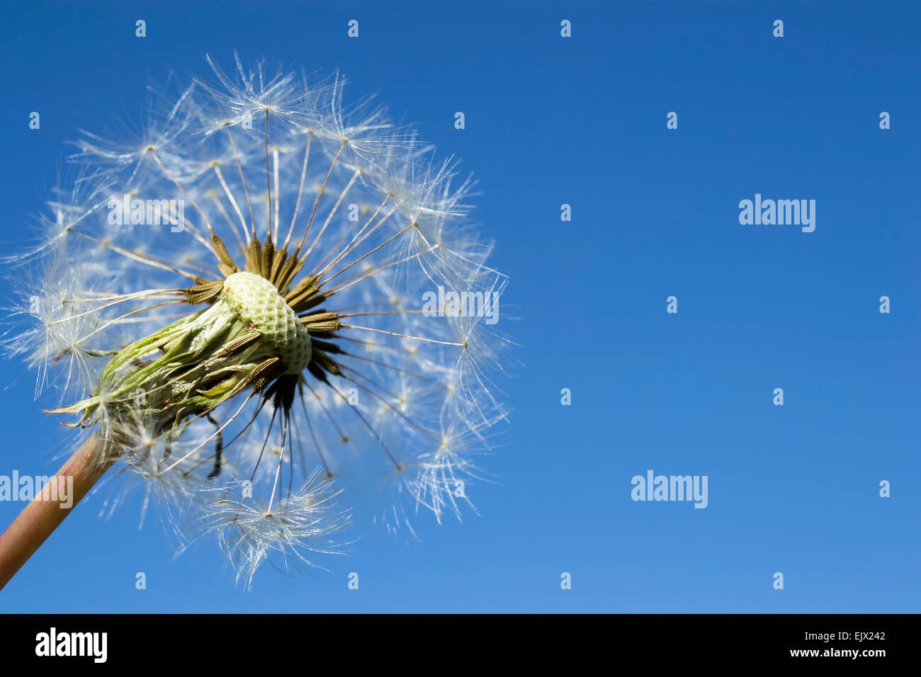 Wind blown umbrella hi-res stock photography and images - Alamy