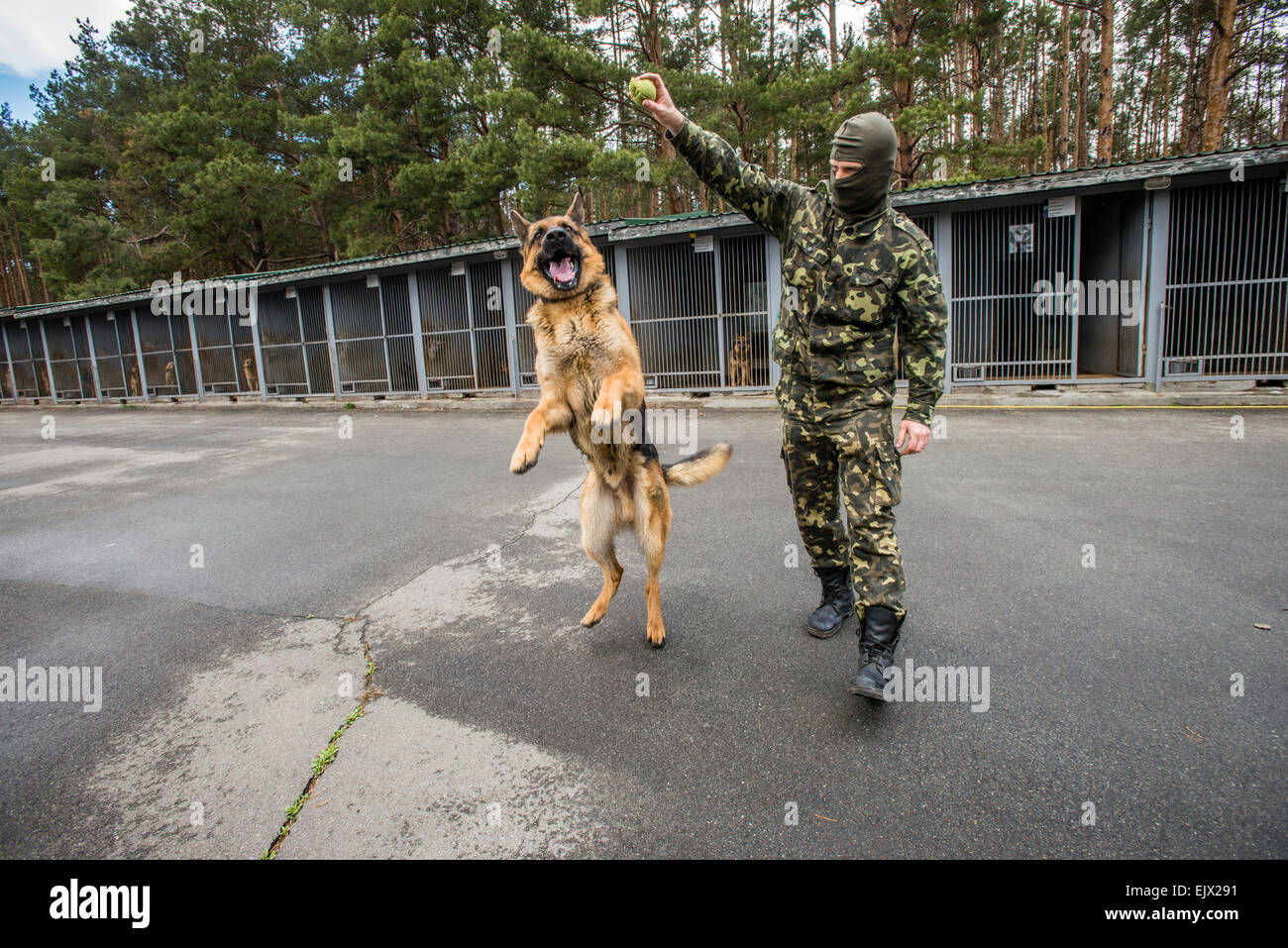 Kiev, Ukraine. 1st April, 2015. Police dog and training. Trainer plays ...