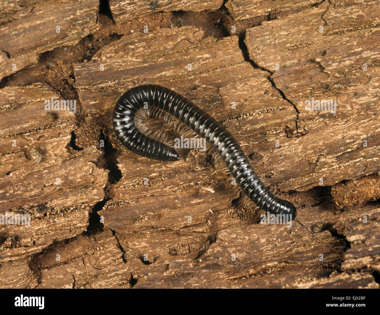 Millipede hi-res stock photography and images - Alamy