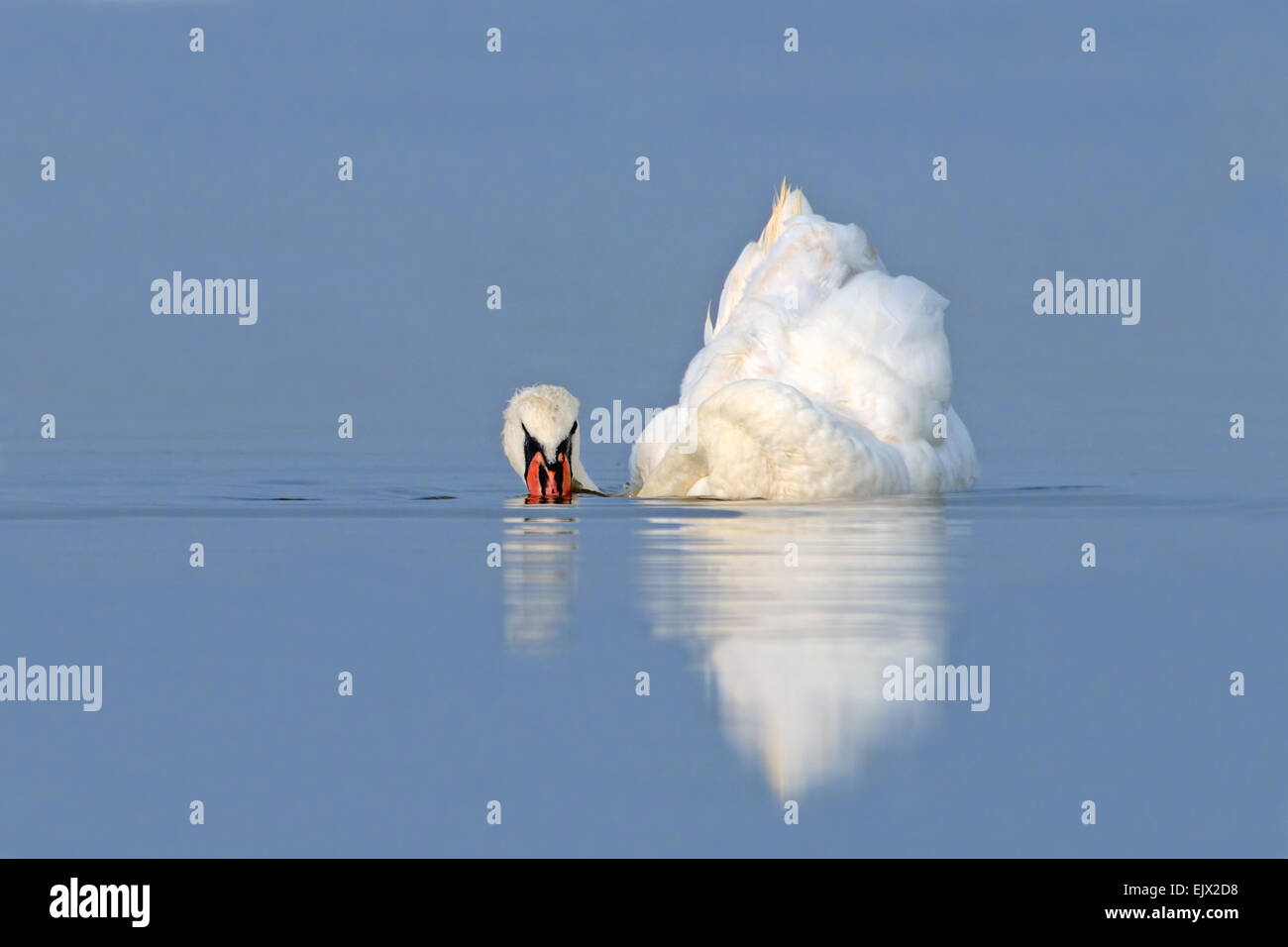 Mute Swan on Manych lake Stock Photo - Alamy