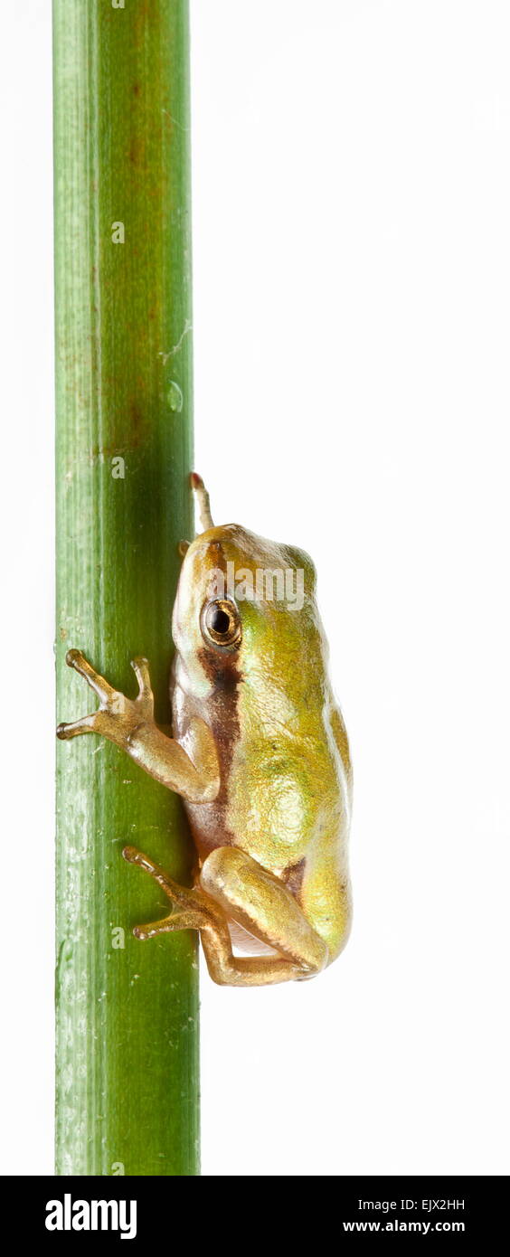 Little frog over rush isolated on a white background Stock Photo - Alamy