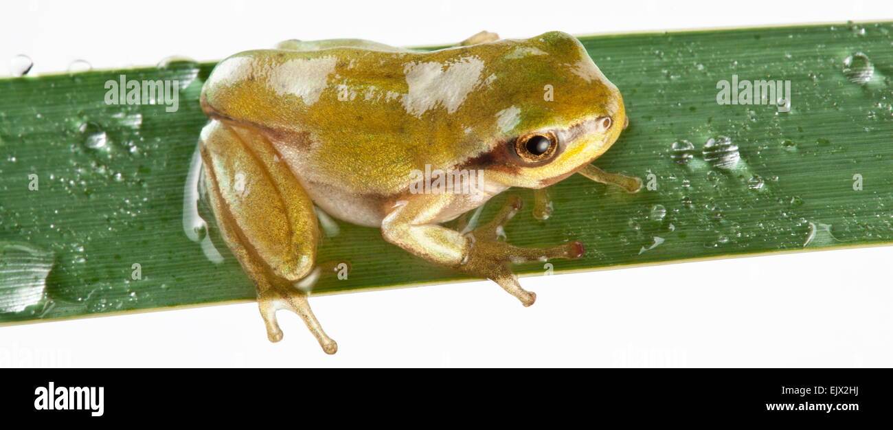 Little frog over rush isolated on a white background Stock Photo - Alamy