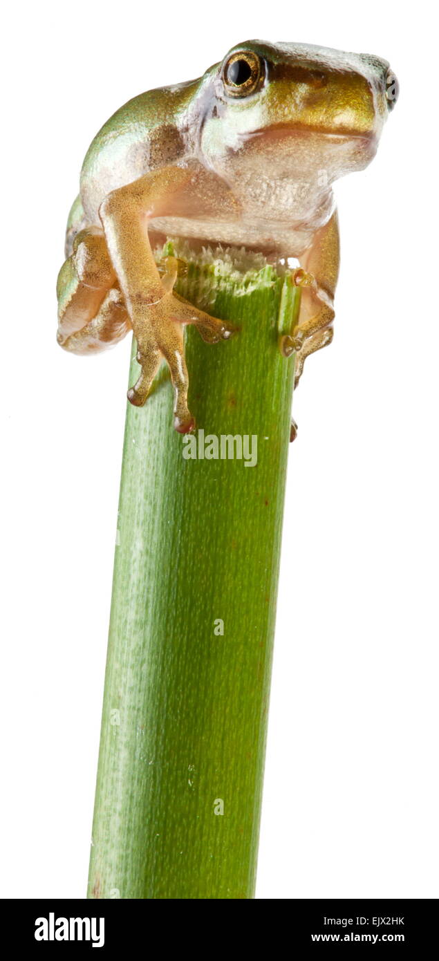 Little frog over rush isolated on a white background Stock Photo - Alamy