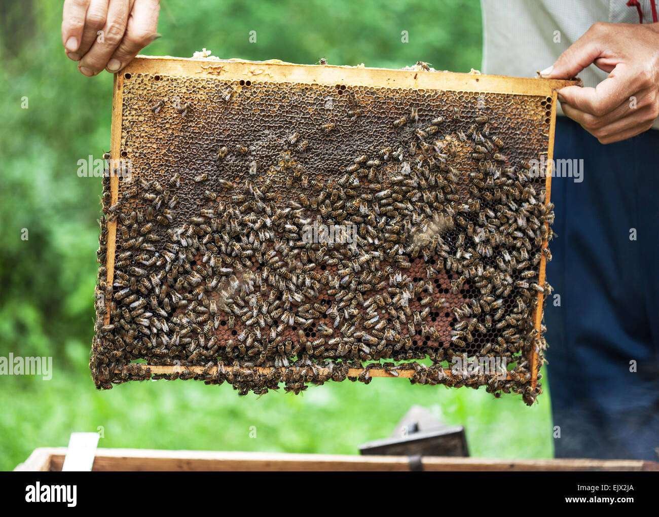 Bee on hand hi-res stock photography and images - Alamy
