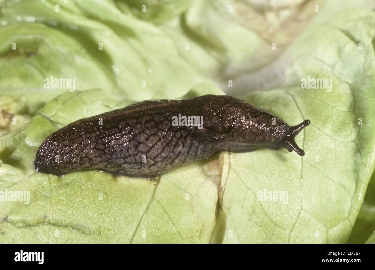 Milax budapestensis hi-res stock photography and images - Alamy