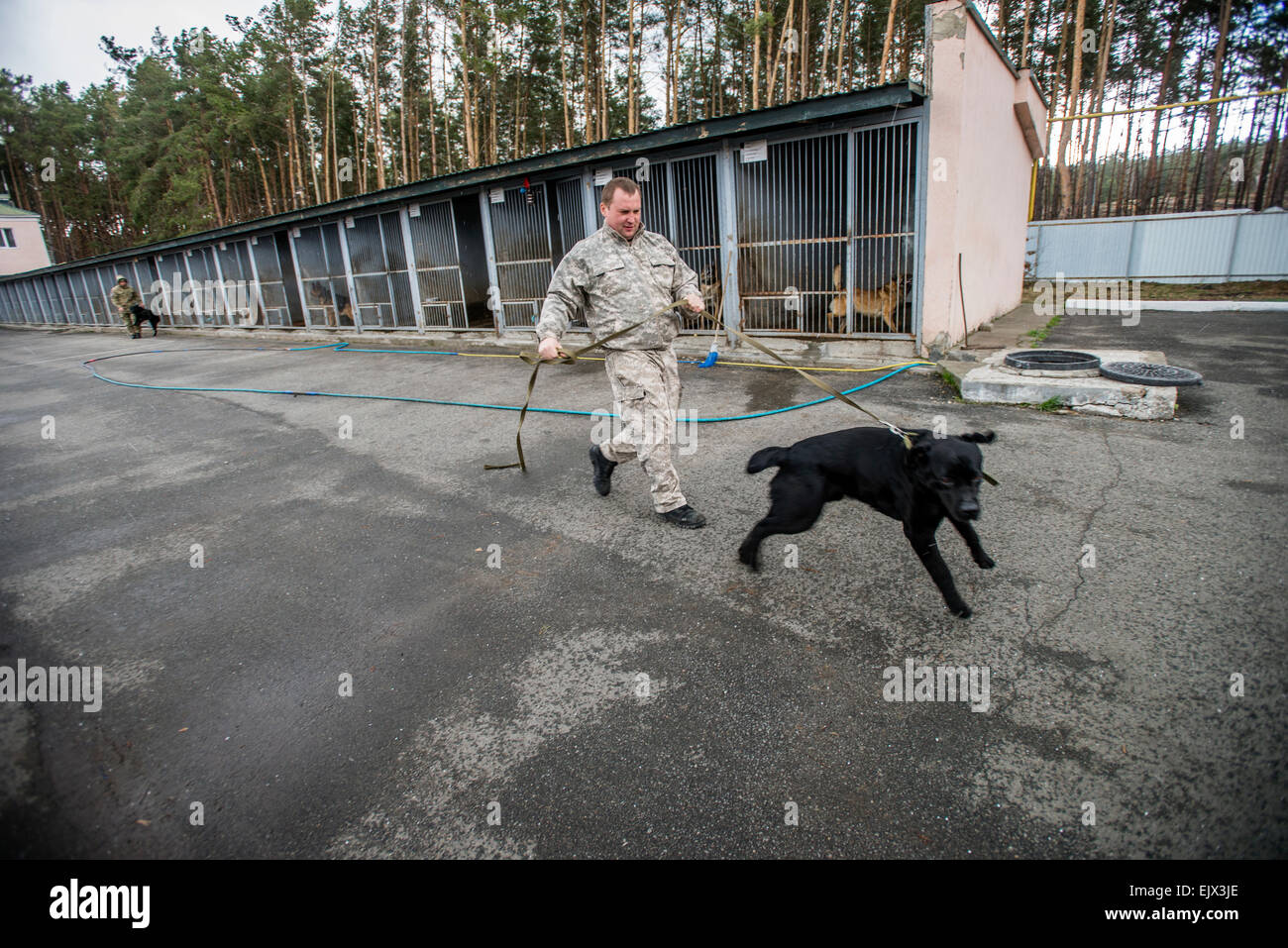 Kiev, Ukraine. 1st April, 2015. Police dog and training. Trainer walks ...